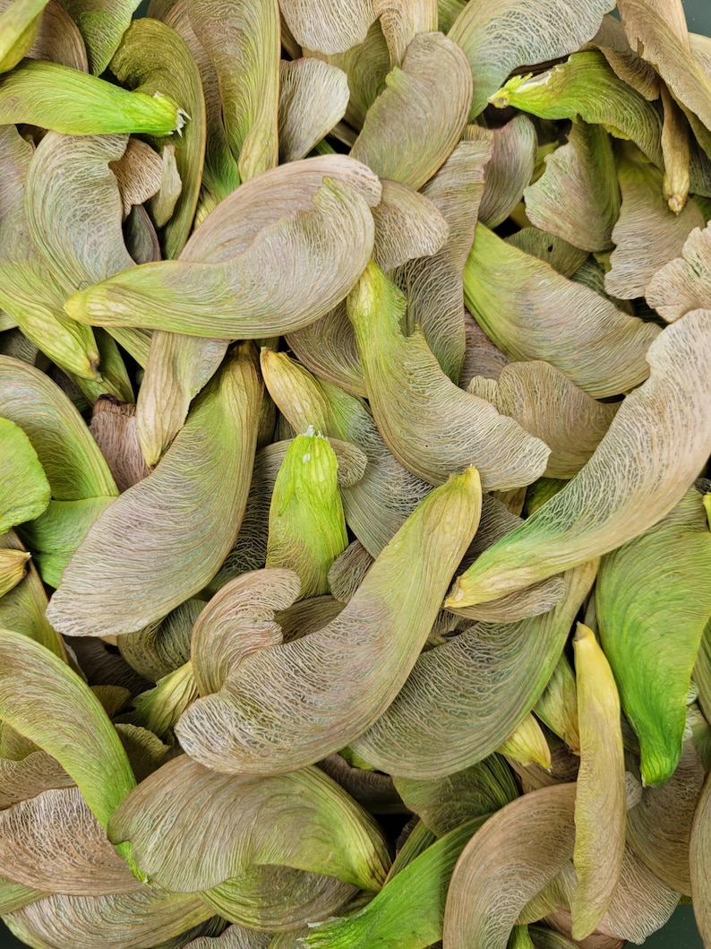 Extra Large Maple Tree Helicopter Samara Seeds for Crafting - Etsy