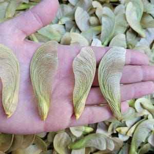 Extra Large Maple Tree Helicopter Samara Seeds for Crafting - Etsy