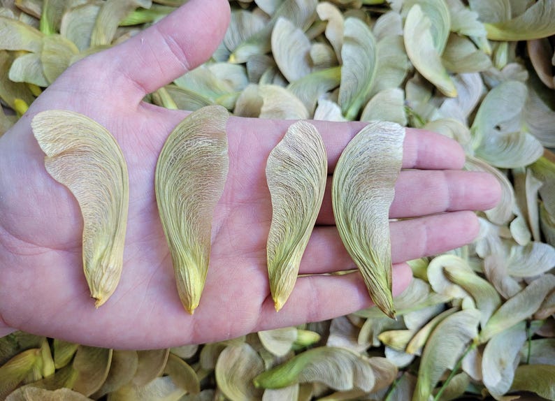 Extra Large Maple Tree Helicopter Samara Seeds for Crafting - Etsy