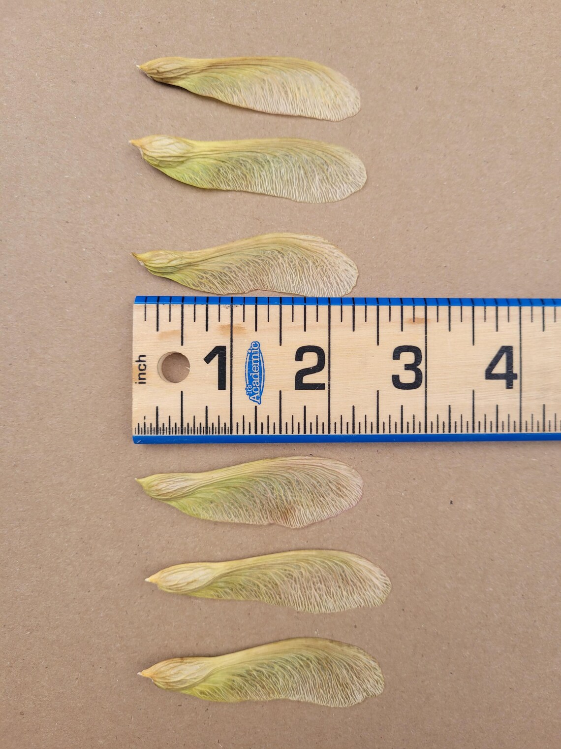 Large Maple Tree Helicopter Samara Seeds for Crafting - Etsy