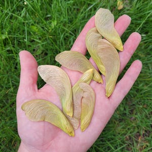 Extra Large Maple Tree Helicopter Samara Seeds for Crafting - Etsy