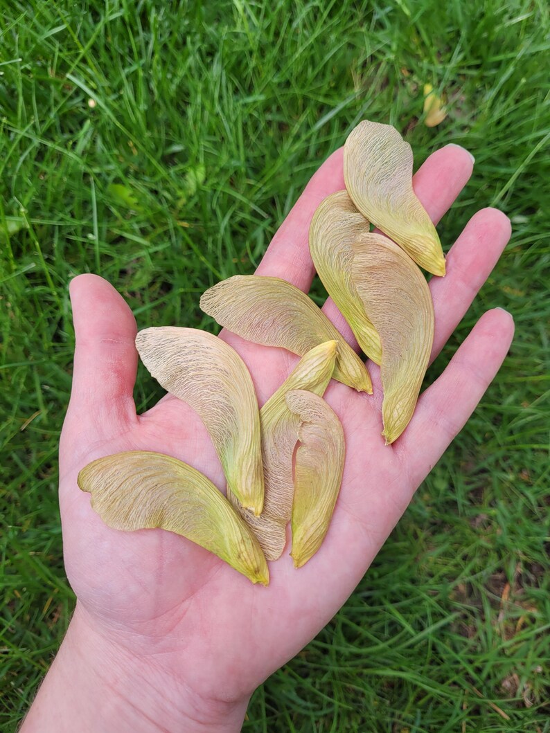 Extra Large Maple Tree Helicopter Samara Seeds for Crafting - Etsy