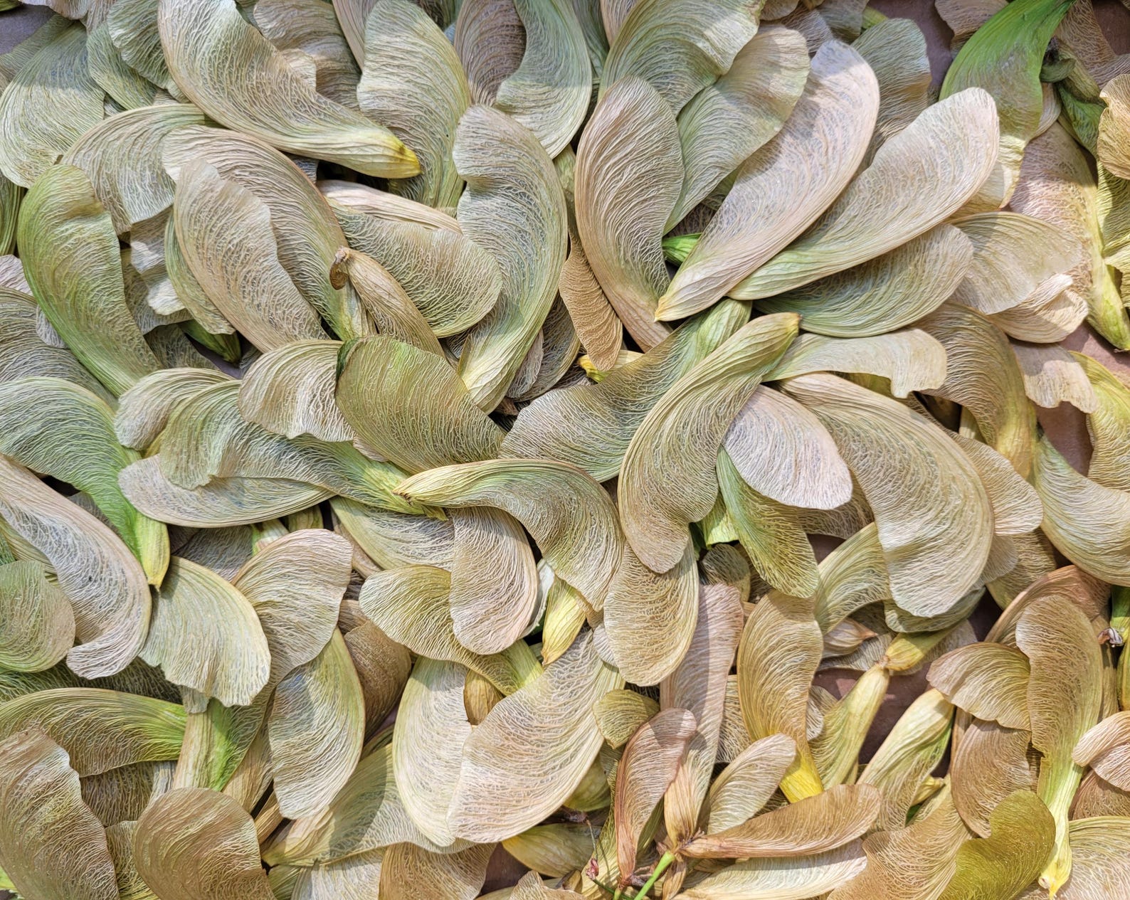 Extra Large Maple Tree Helicopter Samara Seeds for Crafting - Etsy