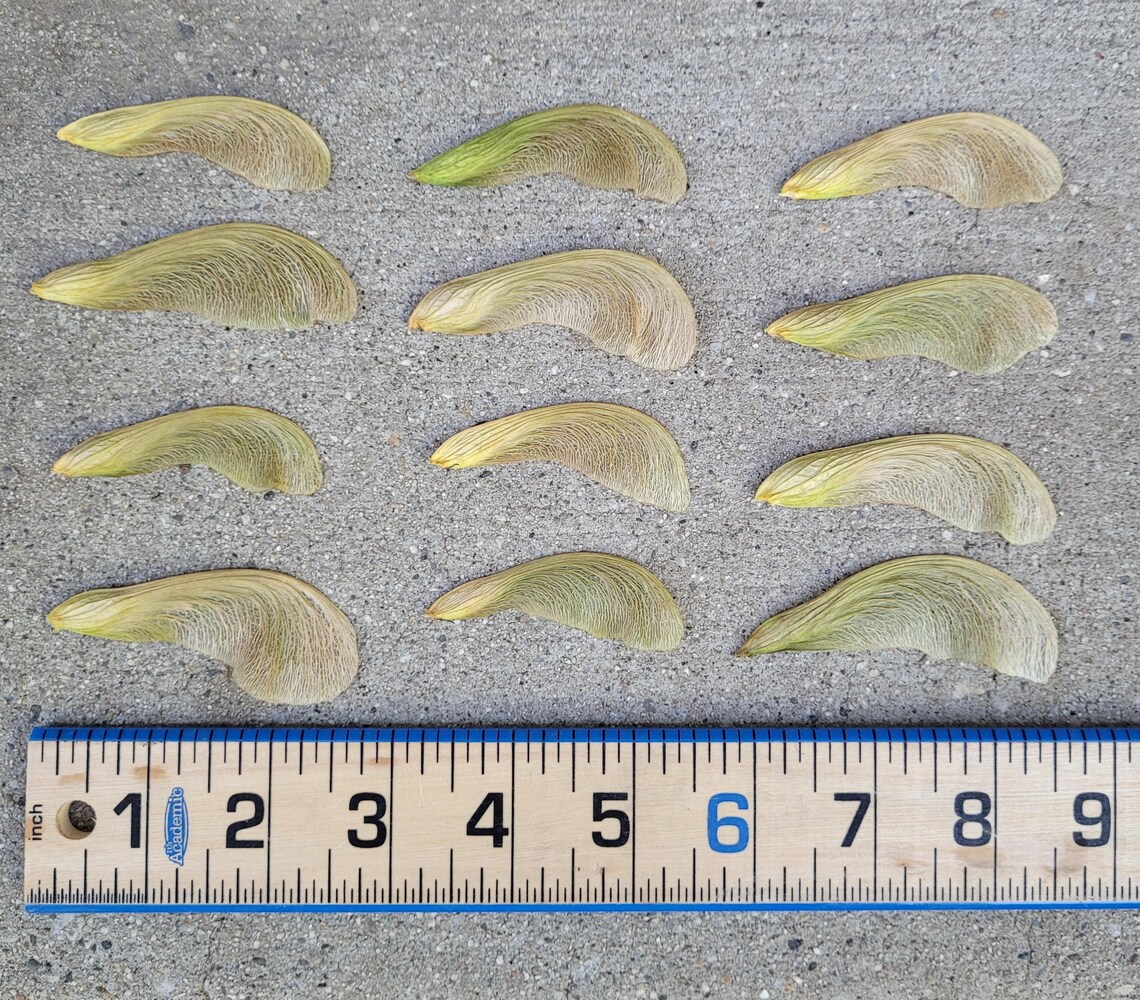 Extra Large Maple Tree Helicopter Samara Seeds for Crafting - Etsy