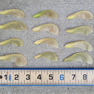 Extra Large Maple Tree Helicopter Samara Seeds for Crafting - Etsy