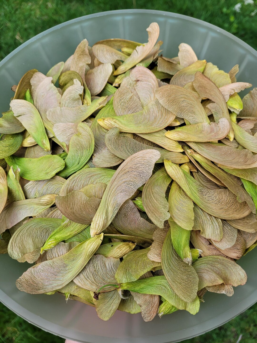 Extra Large Maple Tree Helicopter Samara Seeds for Crafting - Etsy