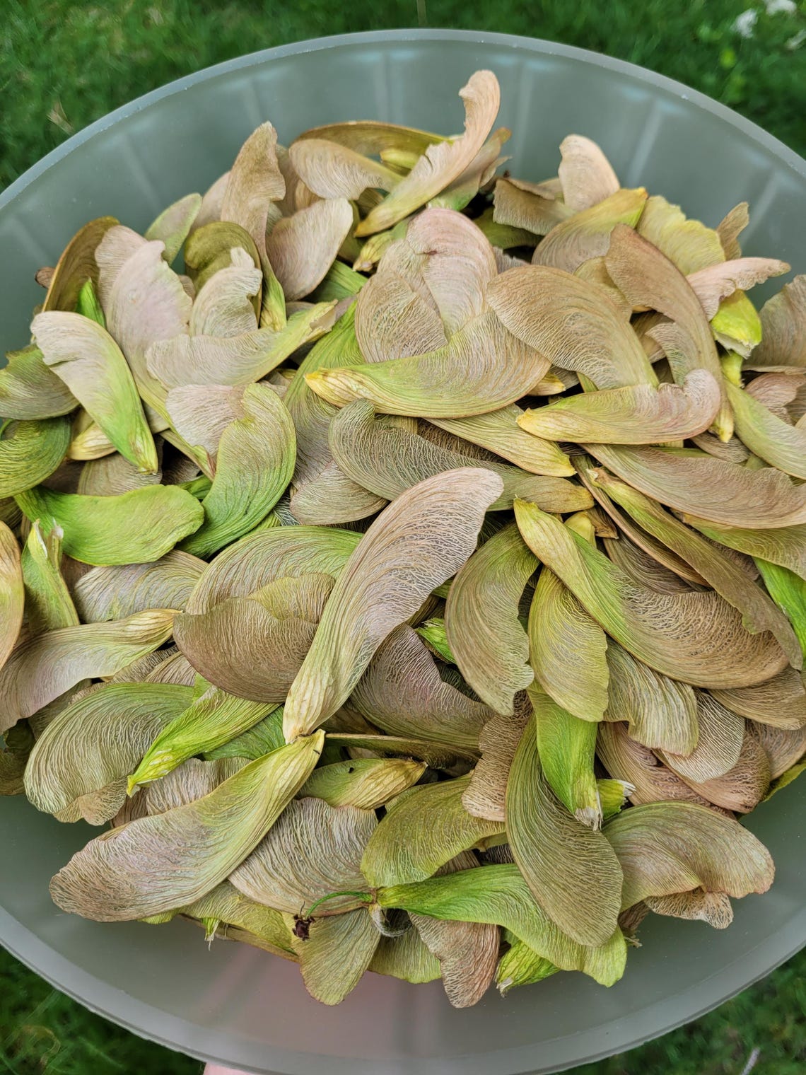 Extra Large Maple Tree Helicopter Samara Seeds for Crafting - Etsy