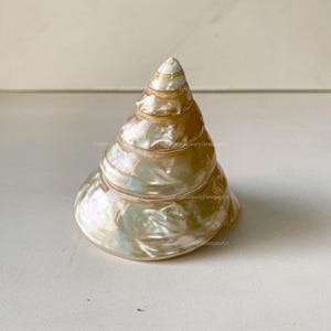 Snail Shell for Home Decor Natural Seashell, Conch, Pearly Shining, Top ...