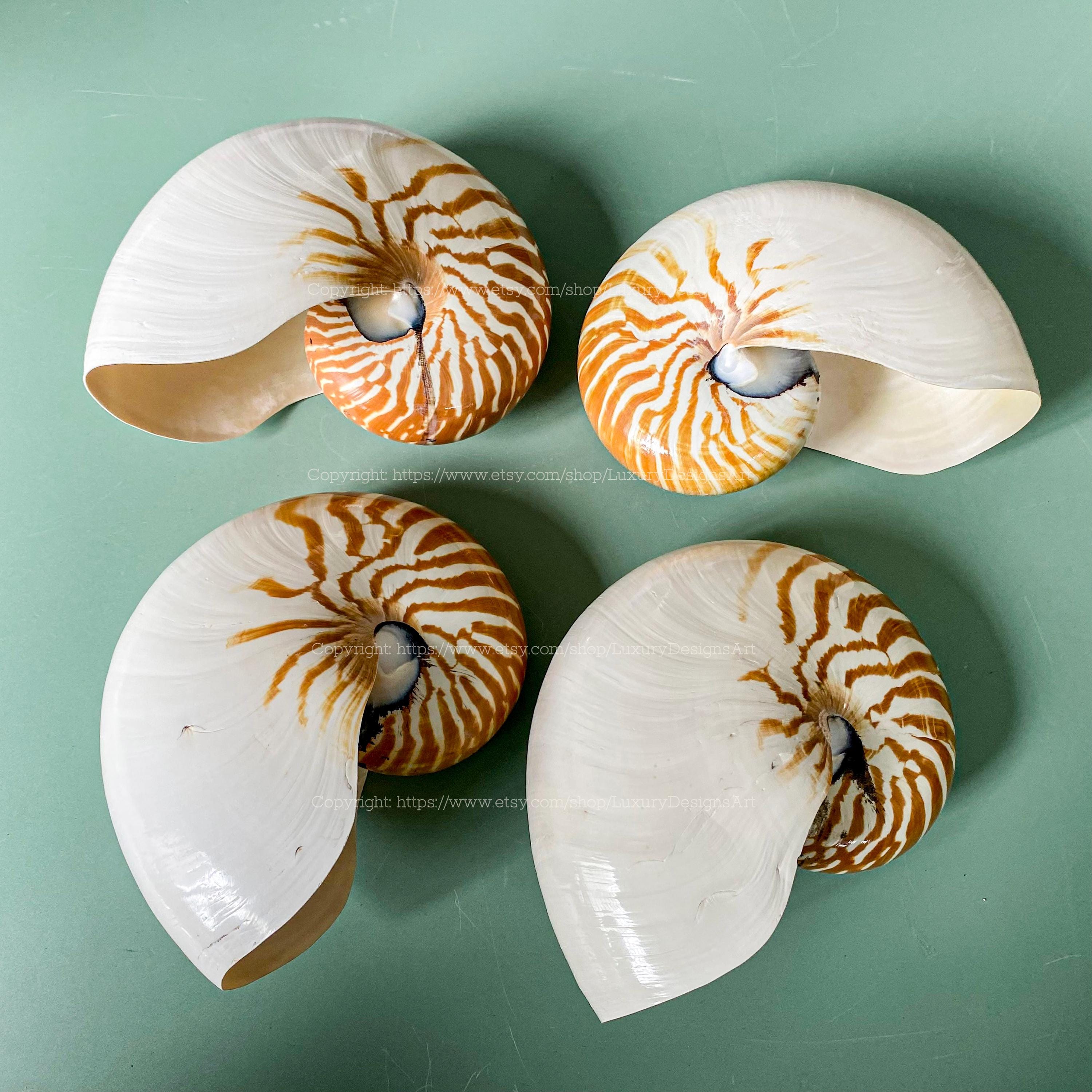 Chambered Nautilus Conch Shell Ocean Vortex Natural Beautiful Giant ...