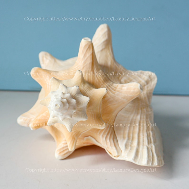 Large Conch Shell Polished Pink Queen Real Conch Shell Seashell for ...