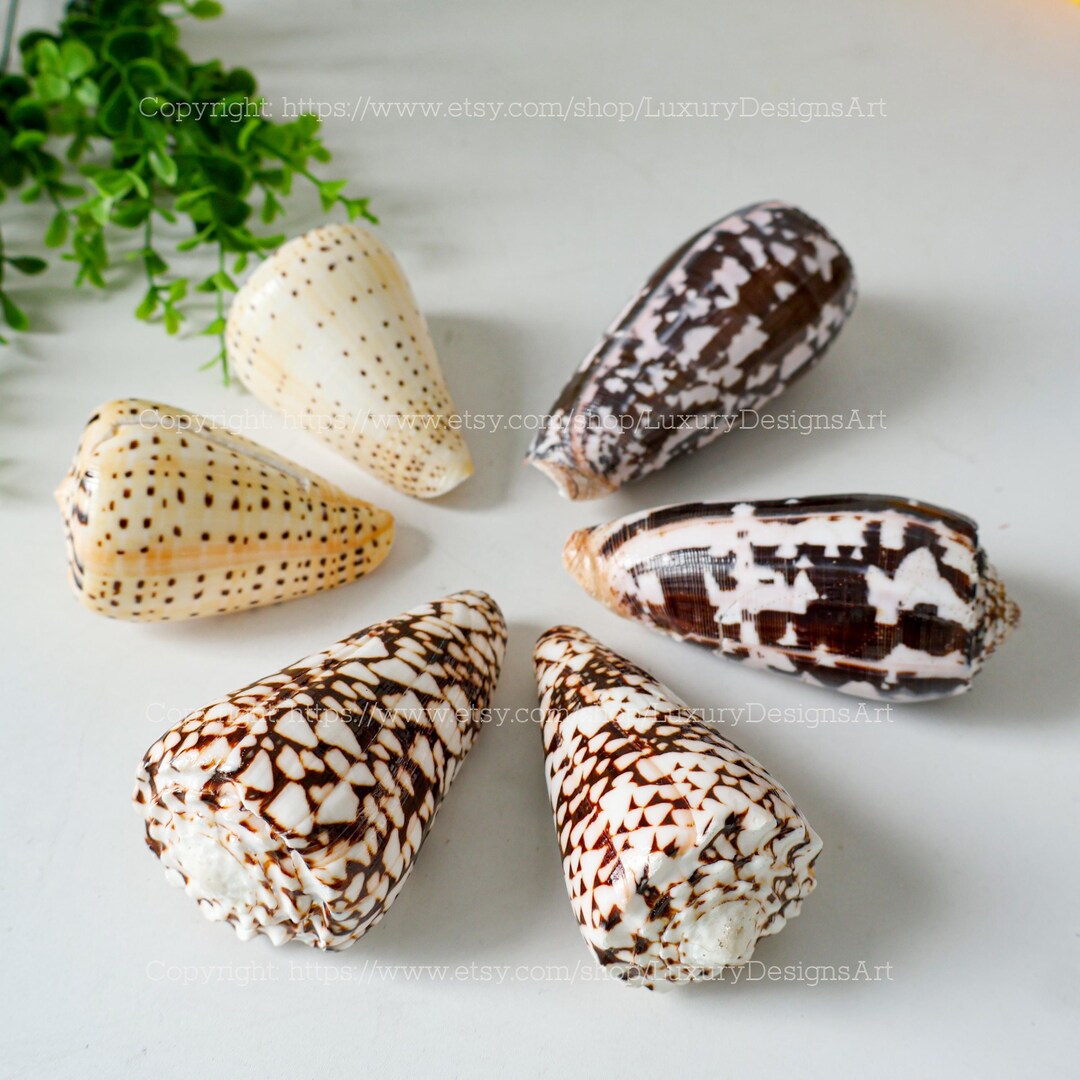 Conus Bandanus LARGE Conus Ateralbus Conus Betulinus Natural Seashell ...