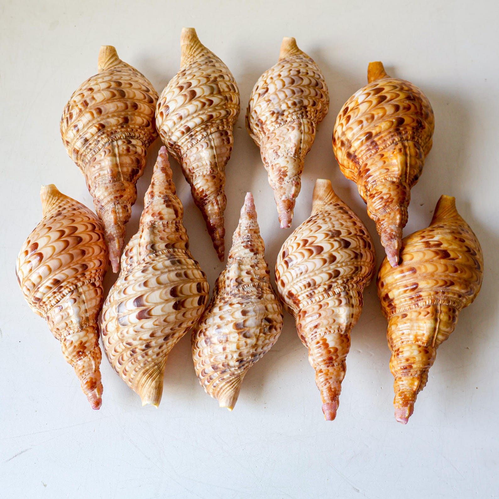 Triton Trumpet Seashell Rare Natural Giant Conch Shell Symbol of Wealth ...