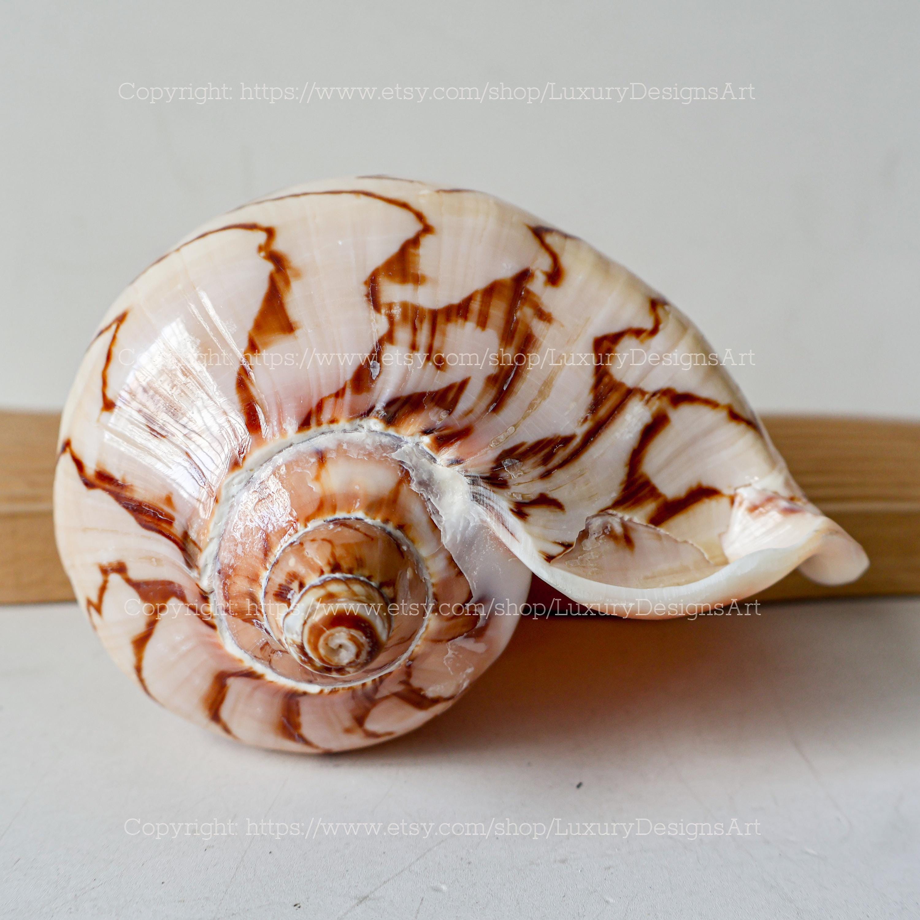 Ocean Vortex Cymbiola Nobilis Parva Seashell RARE Conch Shell Natural ...