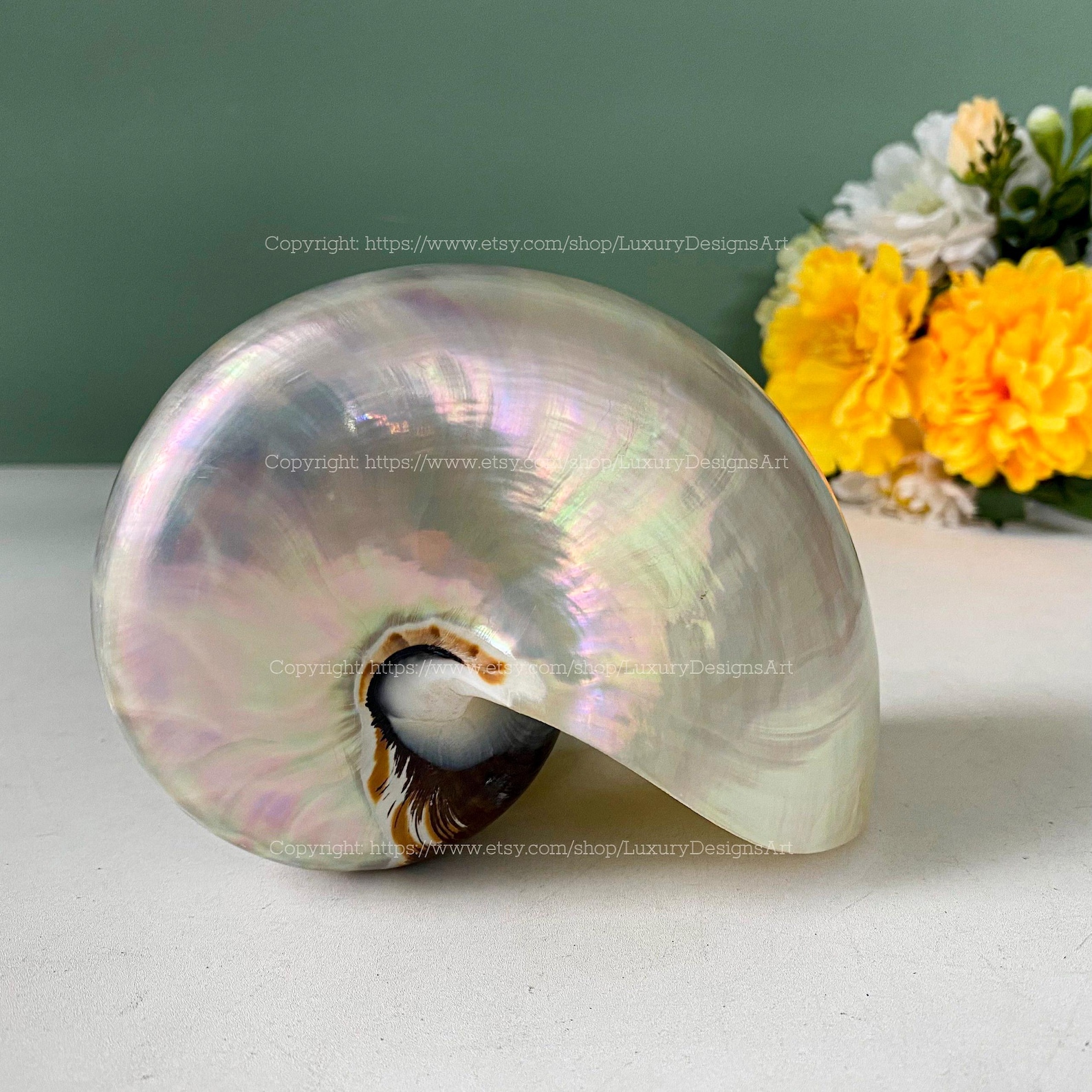 Chambered Nautilus Conch Shell Ocean Large Polished Shell Vortex ...