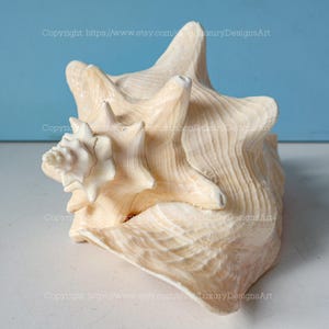 Large Conch Shell Real Polished Pink Queen Conch Shell Seashell for ...