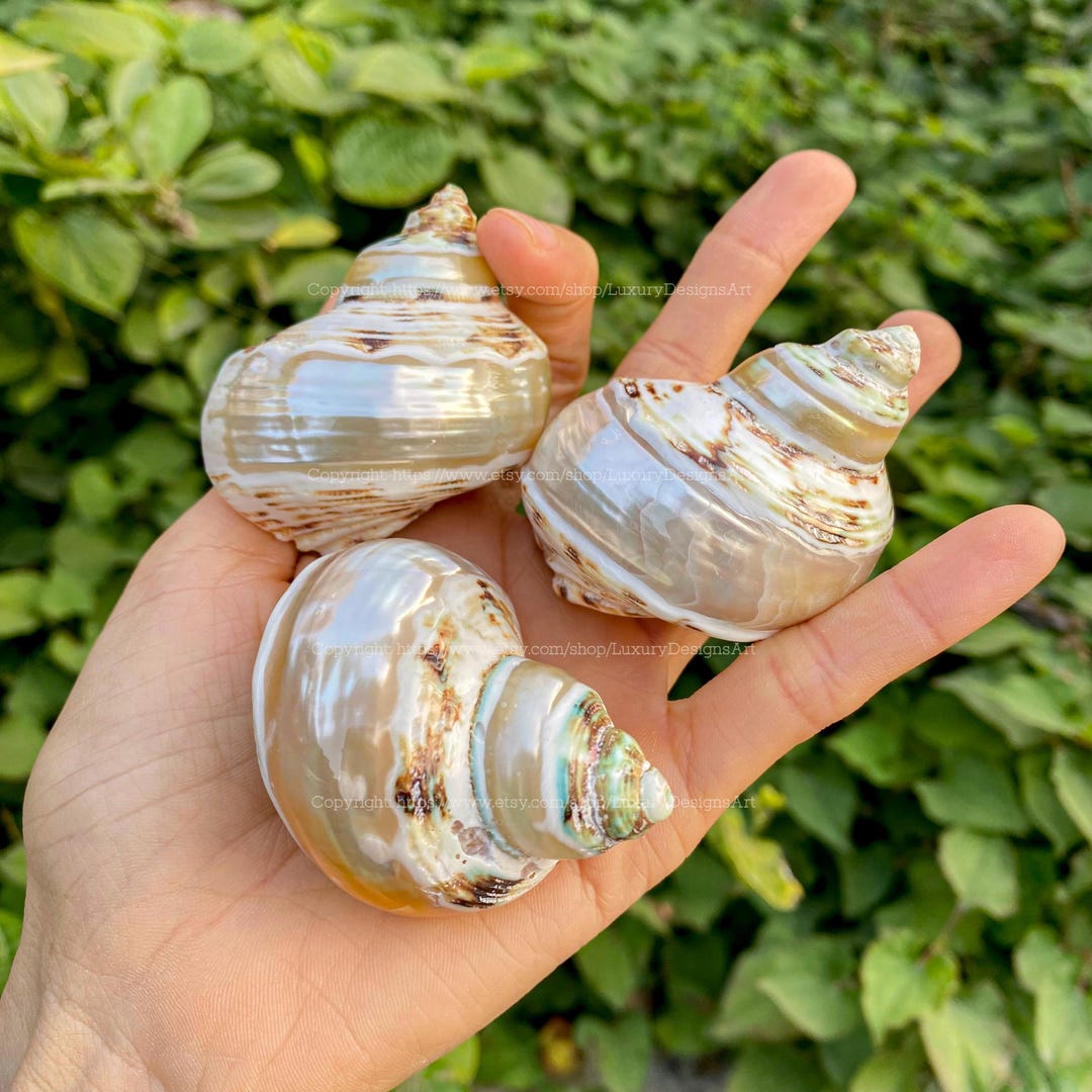 Natural Seashell, Real Conch, Snail Shell for Home Decor Turbo Shell ...