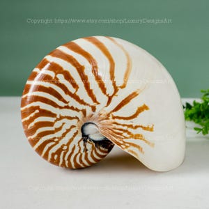 Chambered Nautilus Conch Shell Ocean Vortex Natural Beautiful Giant ...
