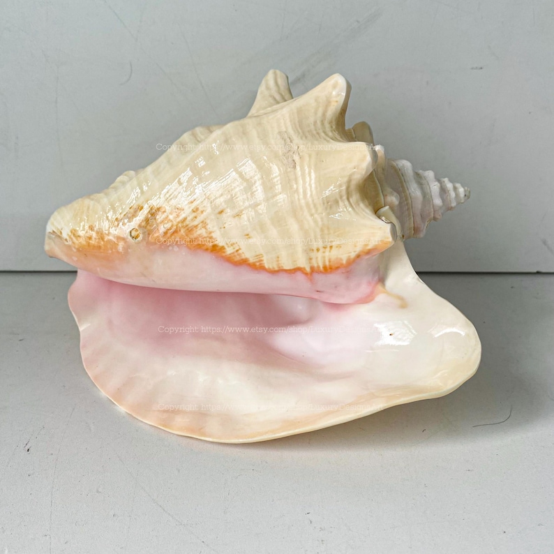 Large Conch Shell Real Polished Pink Queen Conch Shell Seashell for ...