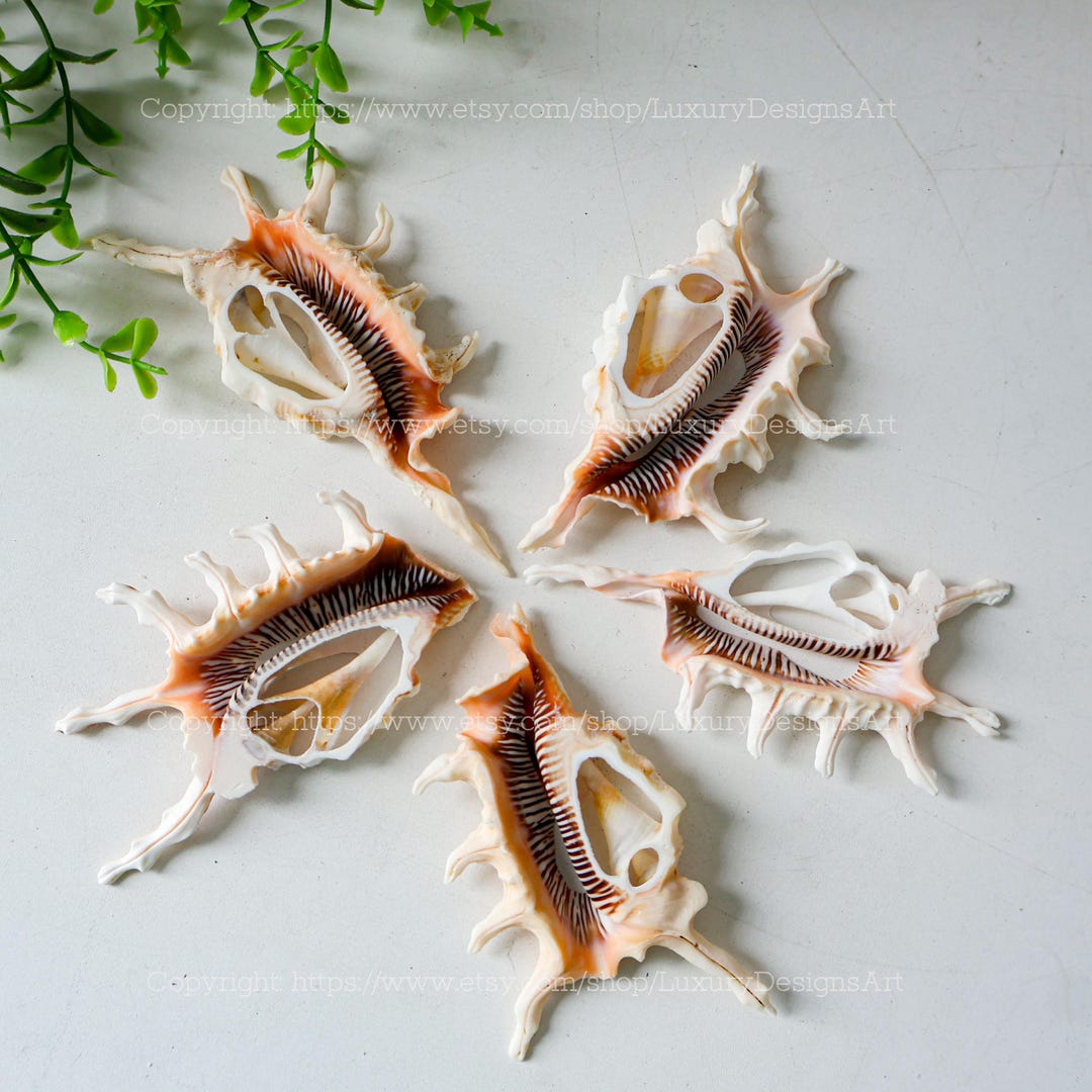 Rare Conus Shell Cut Shell Slices Natural Seashell for Home Decor Shell ...