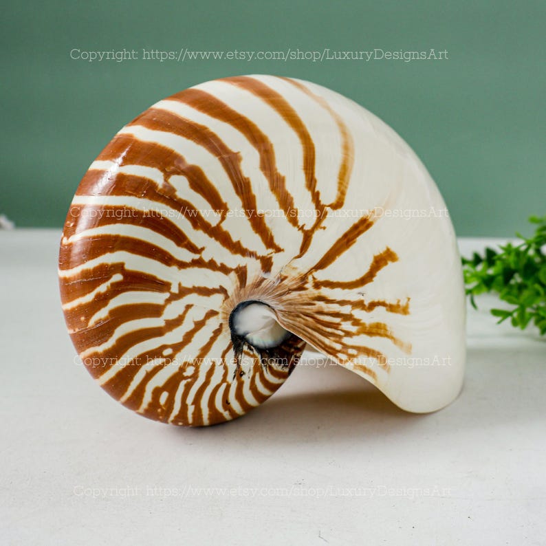 Chambered Nautilus Conch Shell Ocean Vortex Natural Beautiful Giant ...