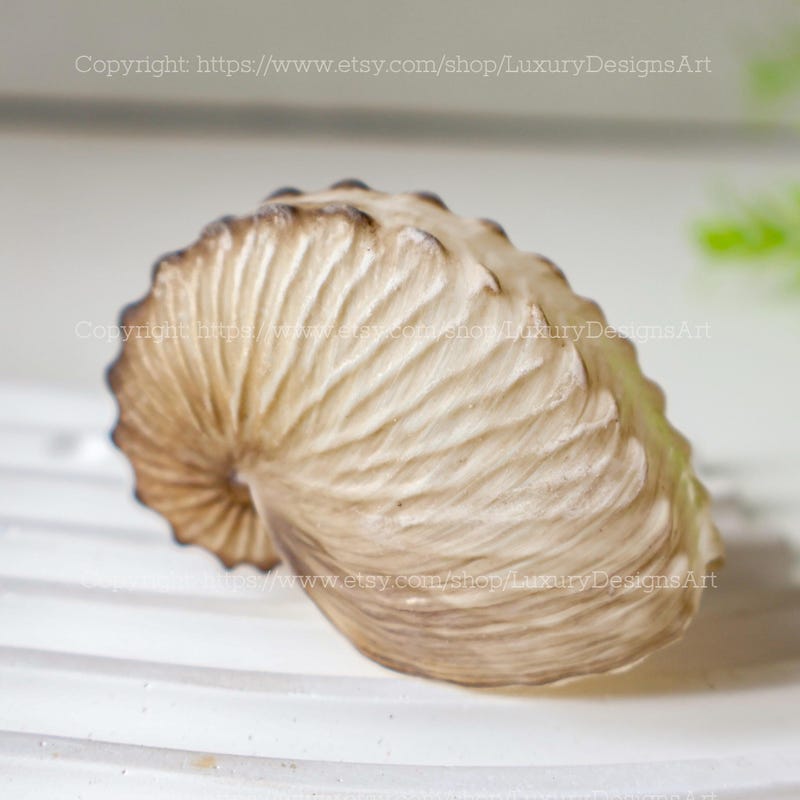 Nautilus Sea Shell - Etsy