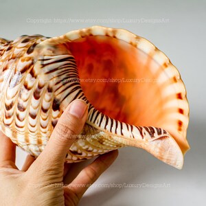 Triton Trumpet Seashell Rare Natural Giant Conch Shell Symbol of Wealth ...