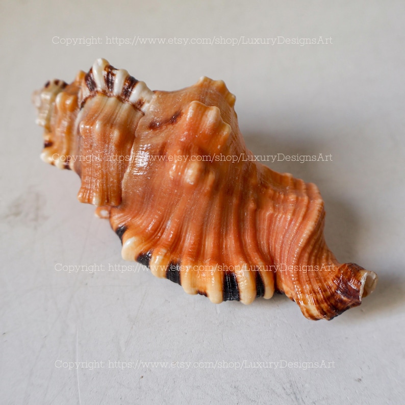 Natural Lotoria Seashell, Conch, Snail Shell for Home Decor RED MOUTH ...