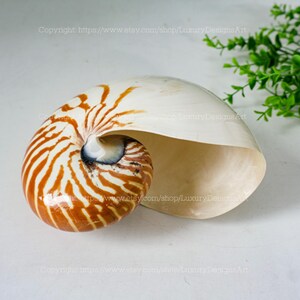 Chambered Nautilus Conch Shell Ocean Vortex Natural Beautiful Giant ...