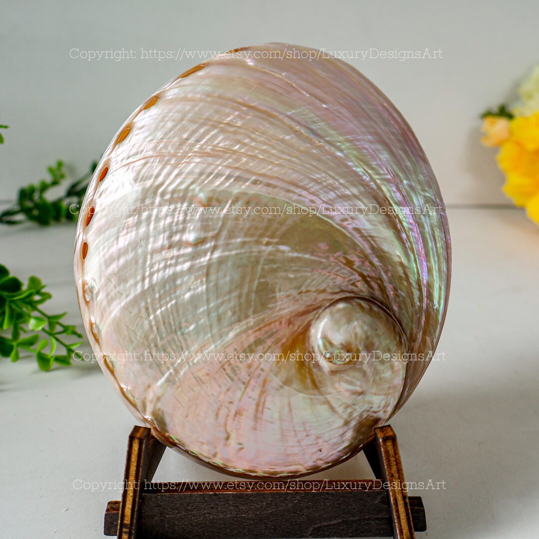 White Abalone Shells Crystal Displays Large Natural Abalone Shell Dish ...