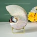 Chambered Nautilus Conch Shell Ocean Large Polished Shell Vortex ...