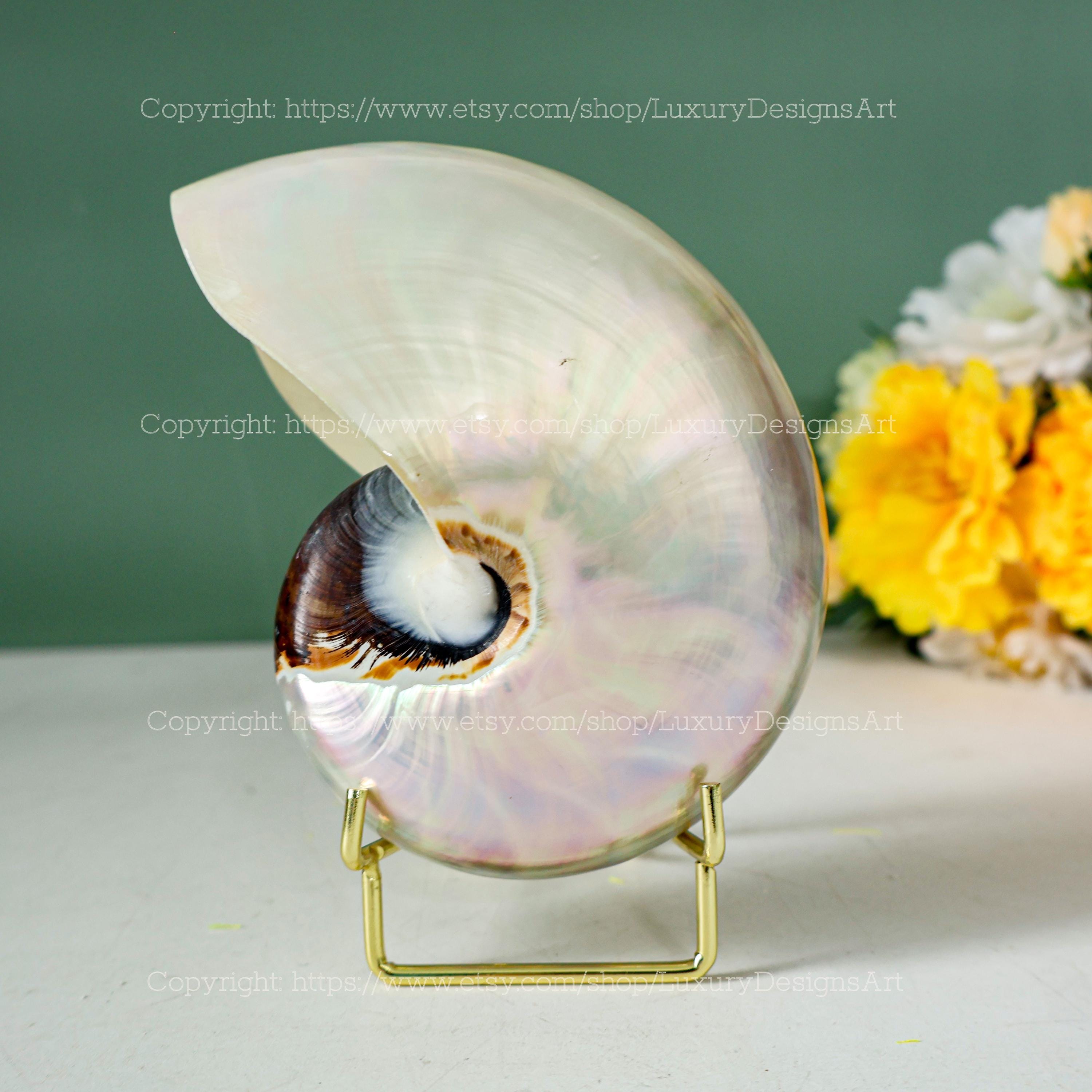 Chambered Nautilus Conch Shell Ocean Large Polished Shell Vortex ...