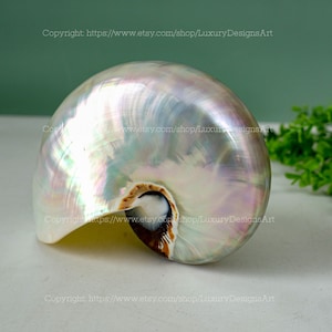 Chambered Nautilus Conch Shell Ocean Large Polished Shell Vortex ...
