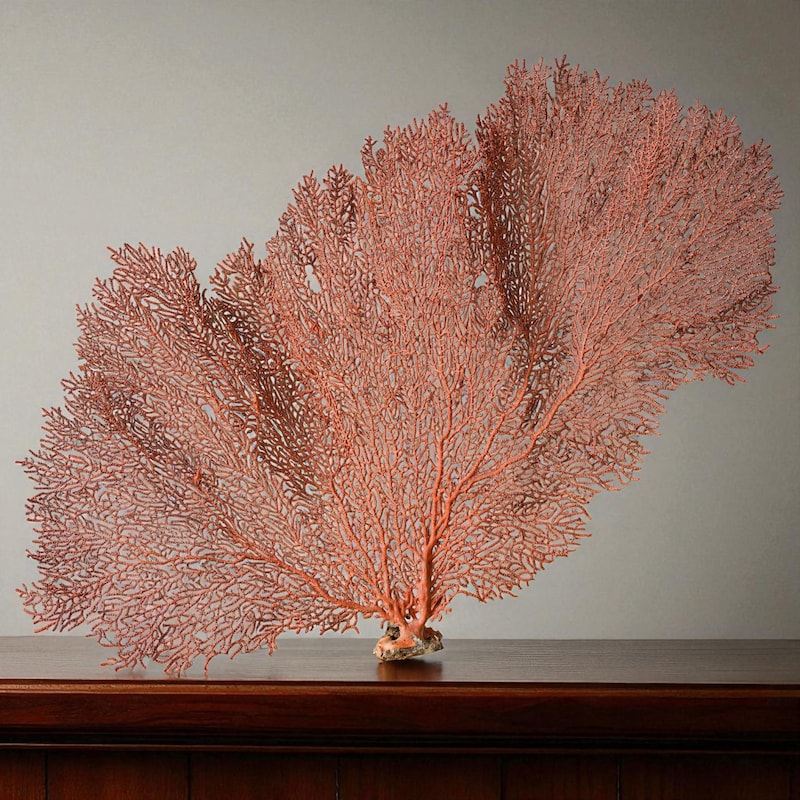Fan Coral - Etsy