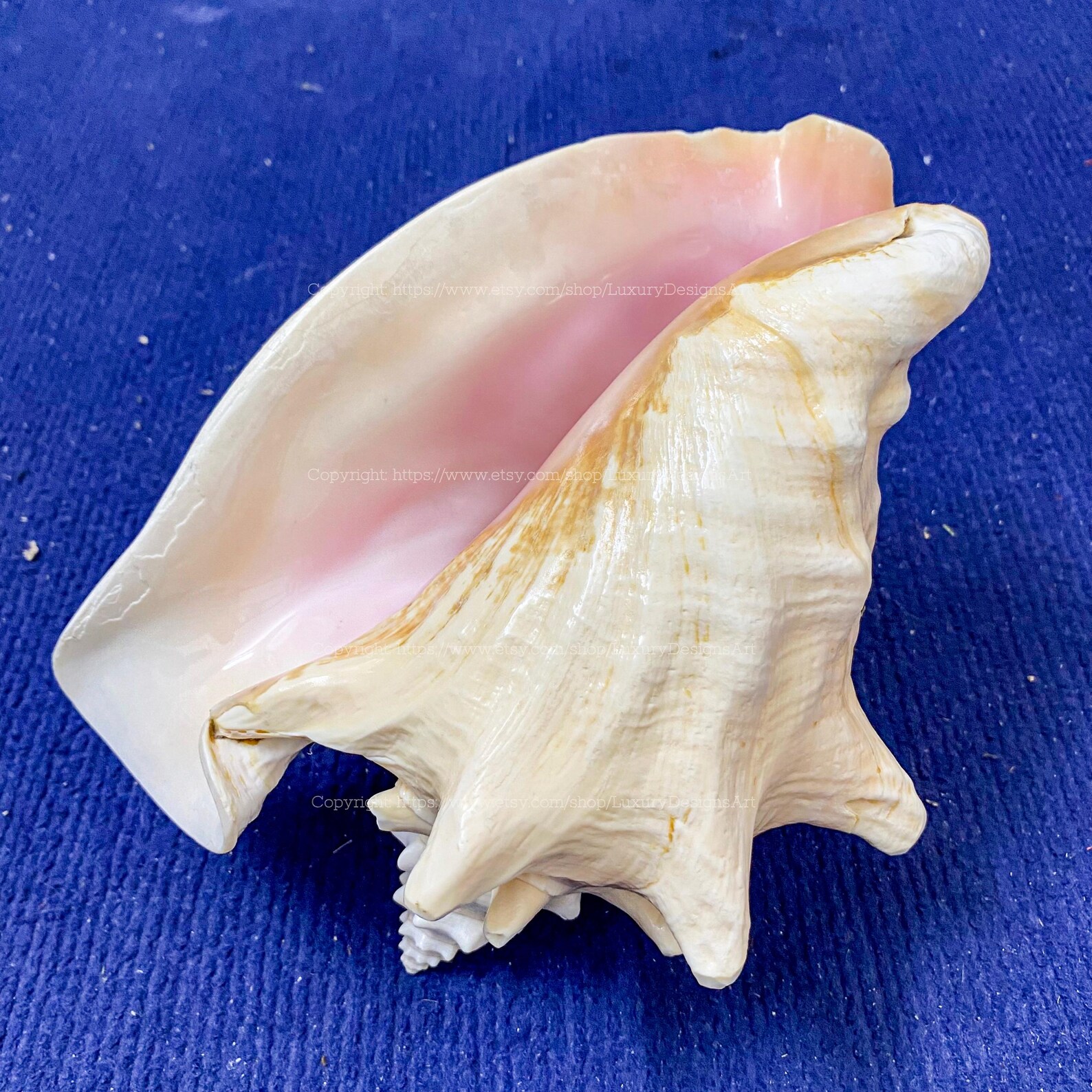 Large Conch Shell Polished Pink Queen Real Conch Shell Seashell for ...
