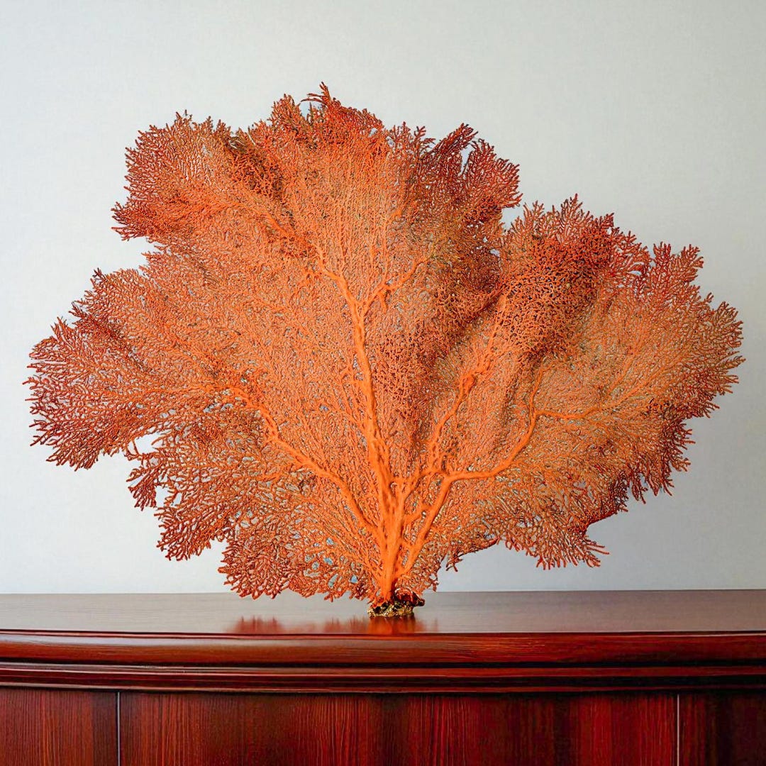 Real Sea Fan Coral Natural Dried Coral Sea Fan Coral Tree Sea Fan ...