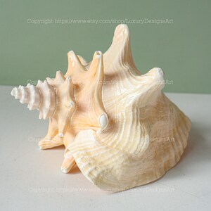 Large Conch Shell Polished Pink Queen Real Conch Shell Seashell for ...