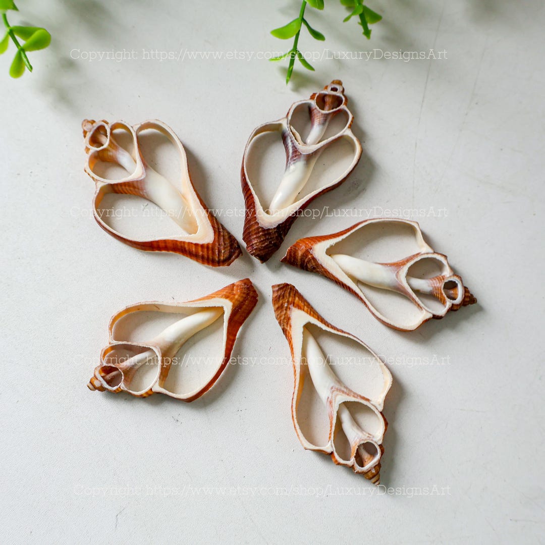 Conus Shell Cut Shell Slices Natural Seashell for Home Decor Rare Shell ...