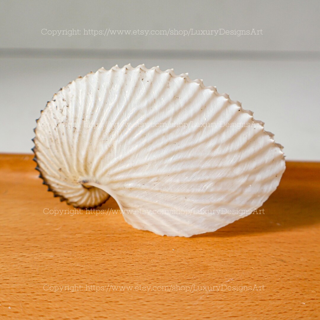 Paper Nautilus Conch Shell Ocean Vortex Real Paper Nautilus RARE Paper ...