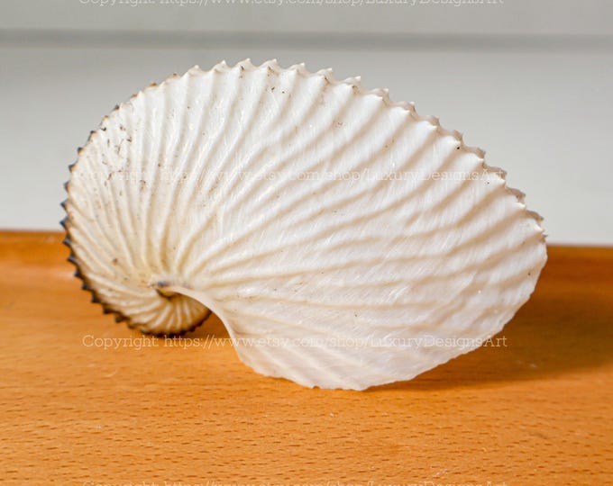 131.4mm Argonauta Argo PAPER NAUTILUS Shell, Seashell - Etsy