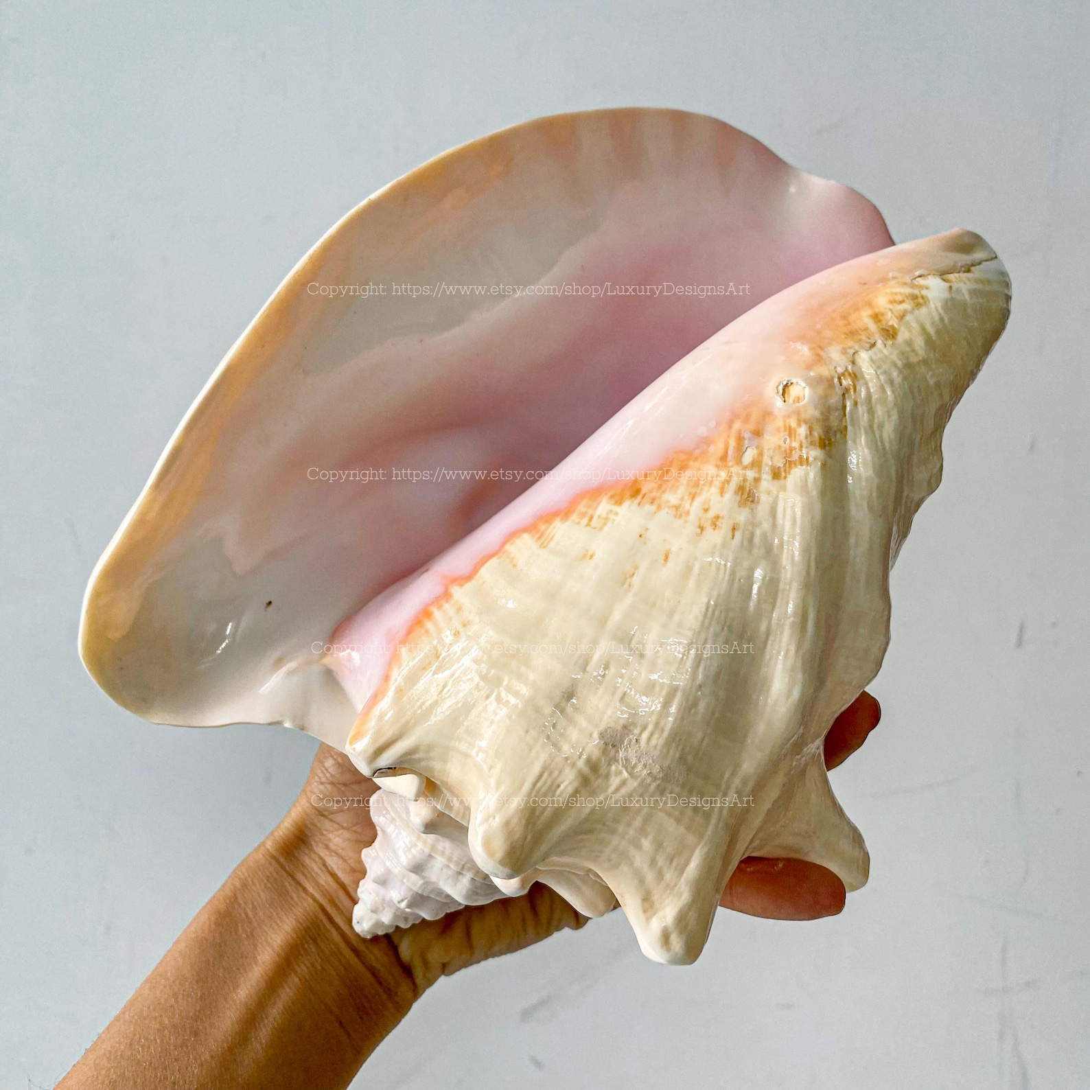 Large Conch Shell Real Polished Pink Queen Conch Shell Seashell for ...