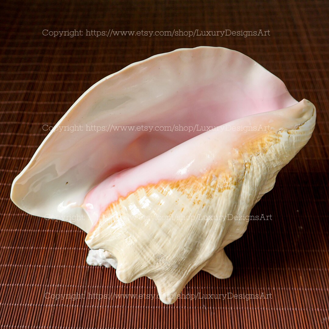 Real Polished Pink Queen Conch Shell Seashell for Home Decor Large ...
