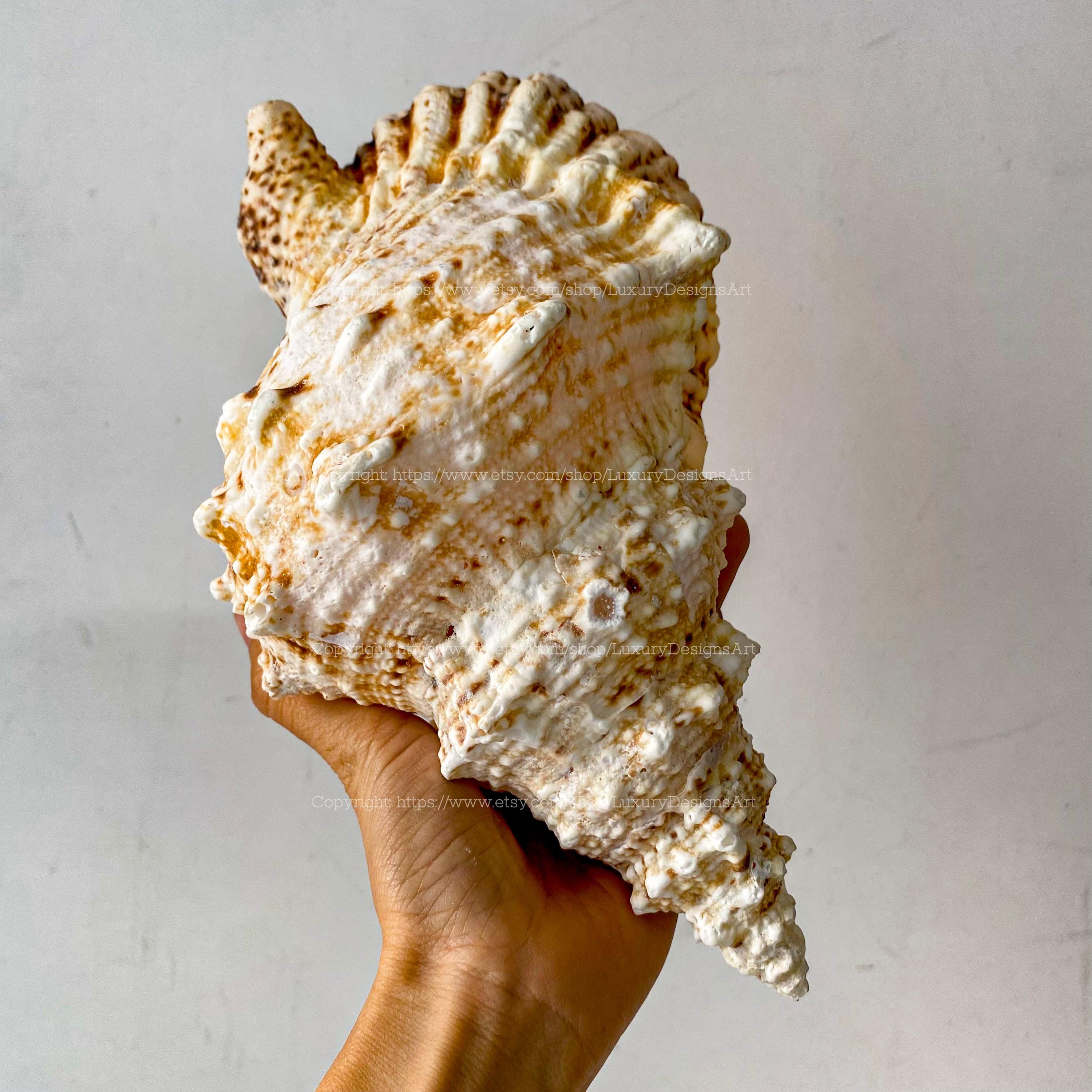 Large Conch Shell Giant Frog Shell Bursa Bubo Beautiful Seashell for ...