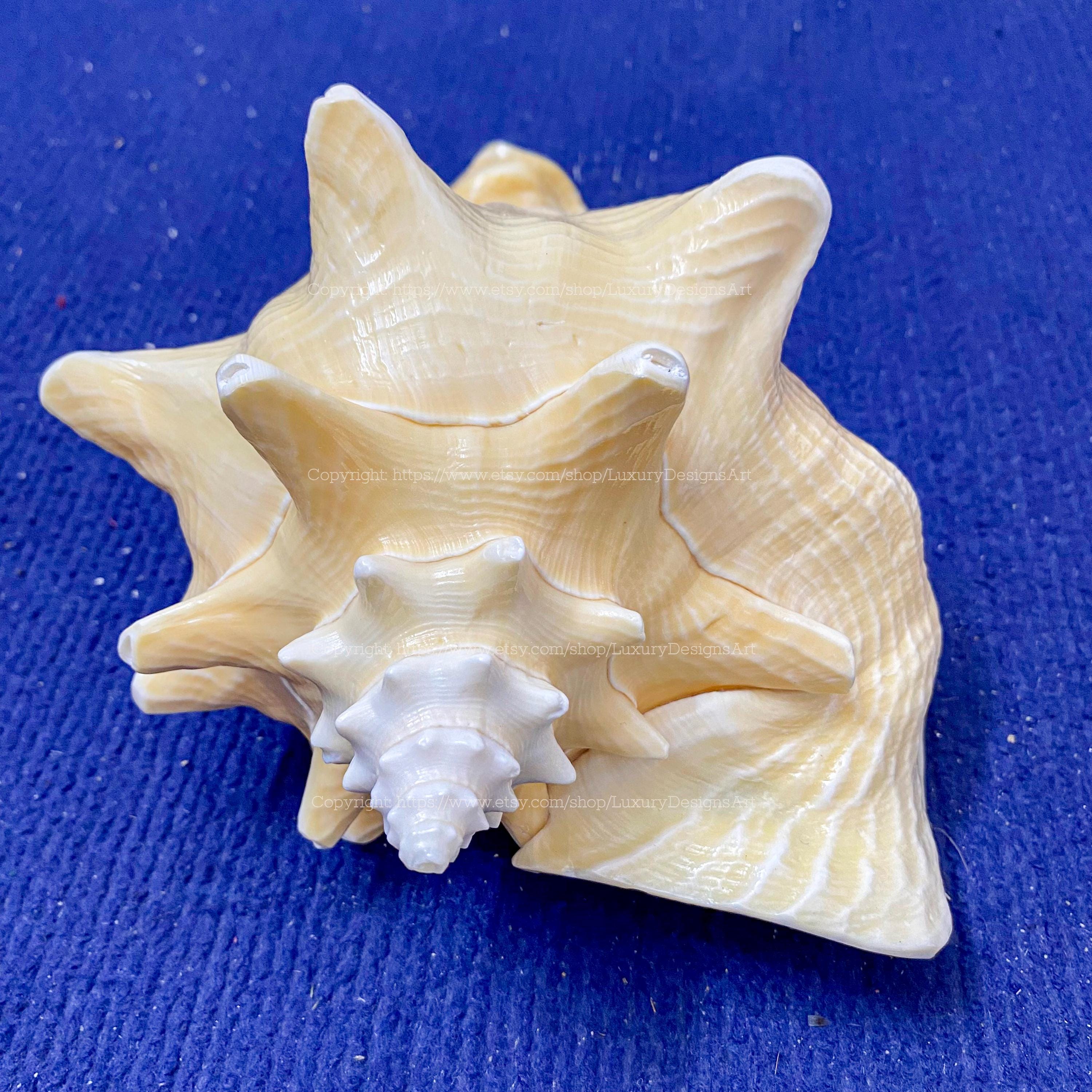 Large Conch Shell Polished Pink Queen Real Conch Shell Seashell for ...