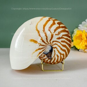 Chambered Nautilus Conch Shell Ocean Vortex Natural Beautiful Giant ...