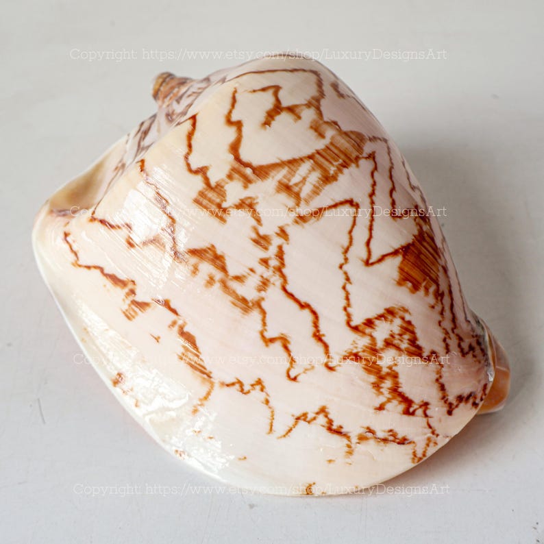 Ocean Vortex Cymbiola Nobilis Parva Seashell RARE Conch Shell Natural ...