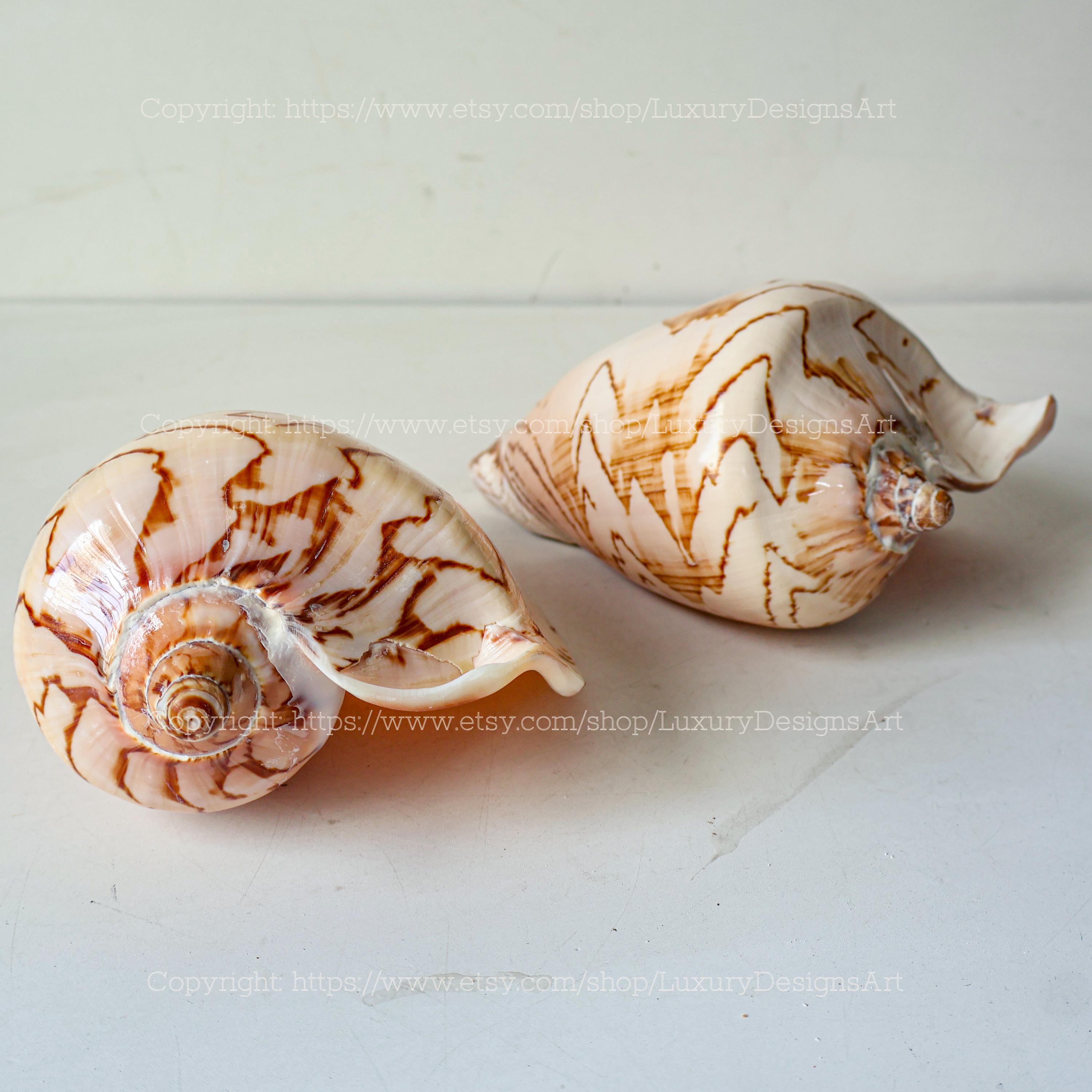 Ocean Vortex Cymbiola Nobilis Parva Seashell RARE Conch Shell Natural ...