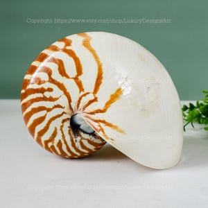 Chambered Nautilus Conch Shell Ocean Vortex Natural Beautiful Giant ...