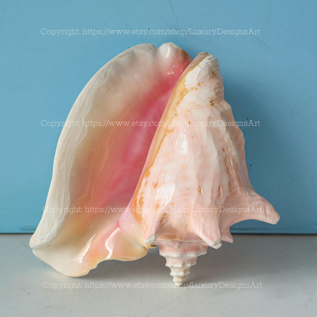 Large Conch Shell Polished Pink Queen Real Conch Shell Seashell for ...