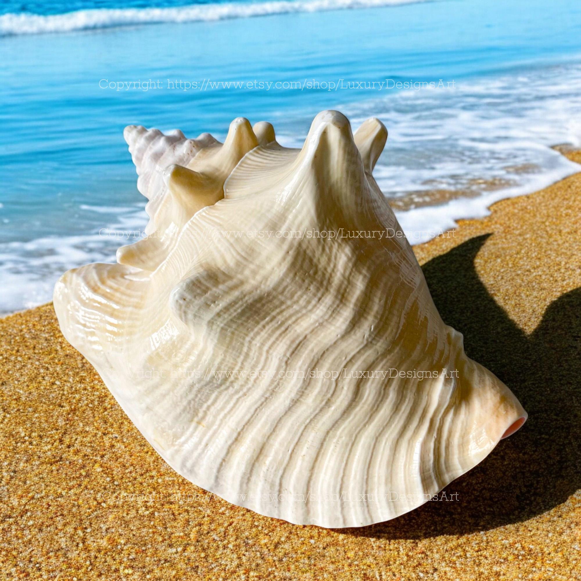 Large Conch Shell Real Polished Pink Queen Conch Shell Seashell for ...