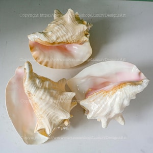 Large Conch Shell Real Polished Pink Queen Conch Shell Seashell for ...